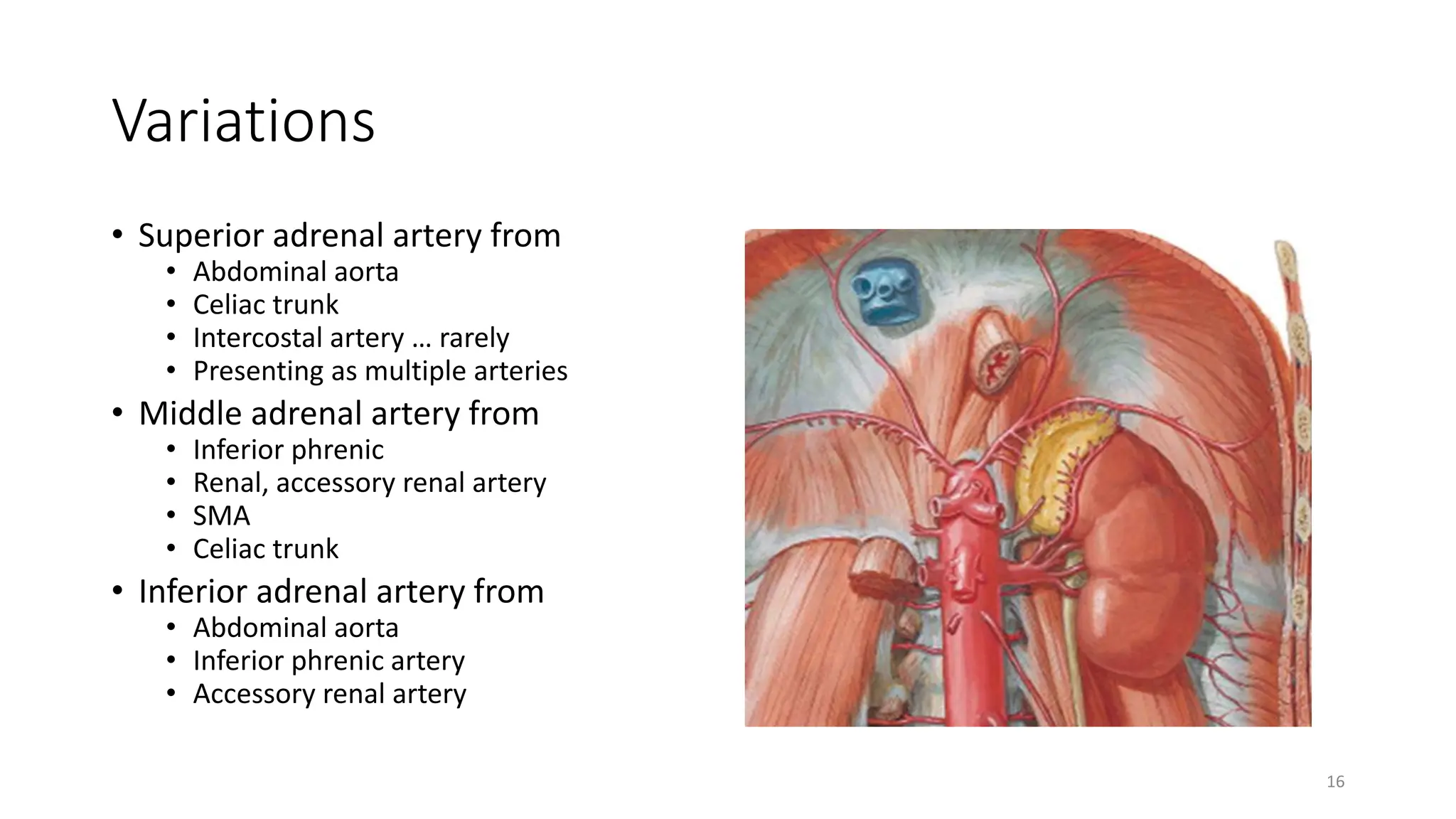 18 Anatomy & Phsyiology of Adrenal Gland.pptx