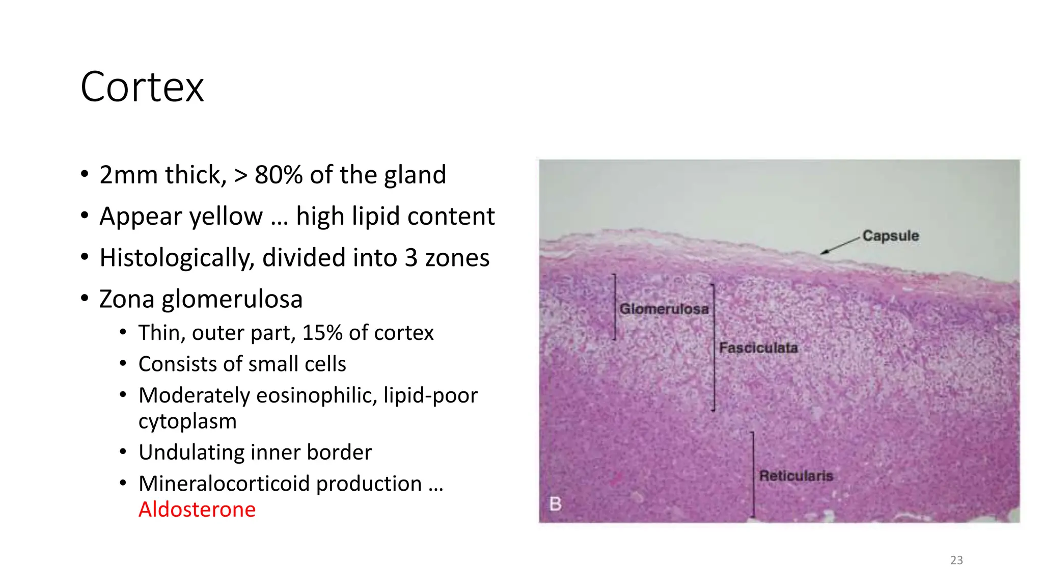 18 Anatomy & Phsyiology of Adrenal Gland.pptx