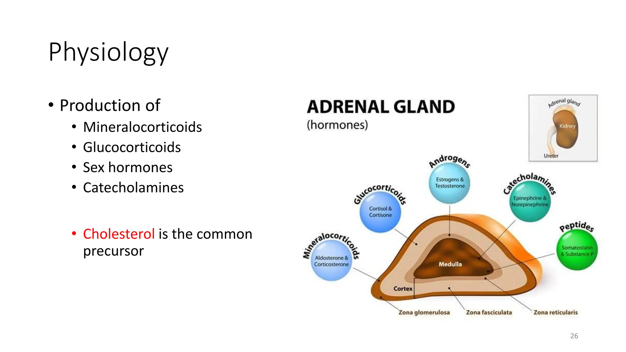18 Anatomy & Phsyiology of Adrenal Gland.pptx