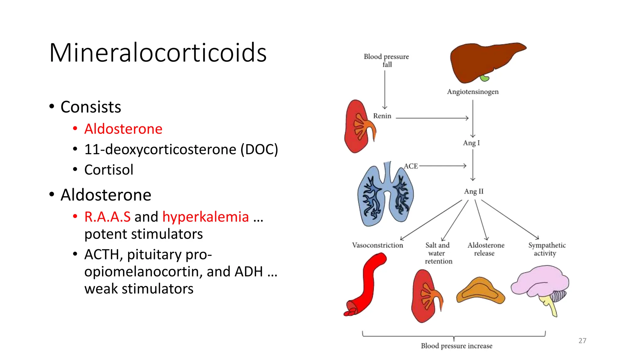 18 Anatomy & Phsyiology of Adrenal Gland.pptx