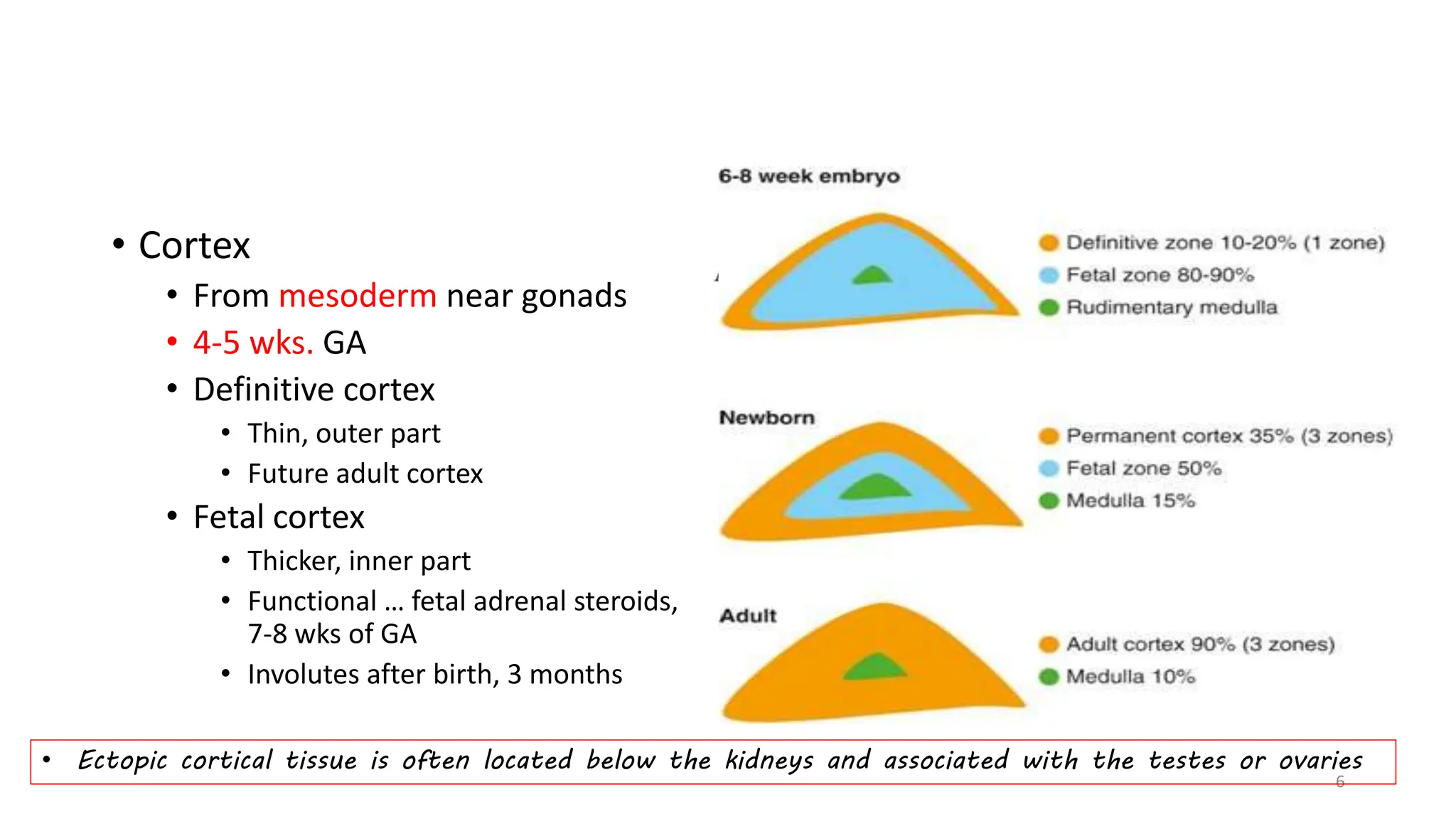 18 Anatomy & Phsyiology of Adrenal Gland.pptx