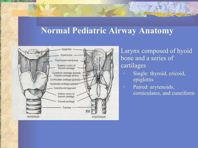 18 basics of pediatric airway anatomy, physiology and management | PPT ...
