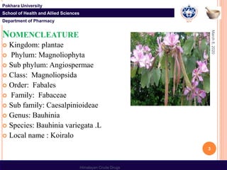 18 bauhinia variegata linn(koiralo) | PPT