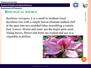 18 bauhinia variegata linn(koiralo) | PPT