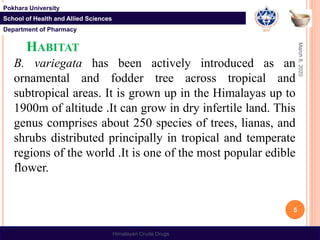 18 bauhinia variegata linn(koiralo) | PPT
