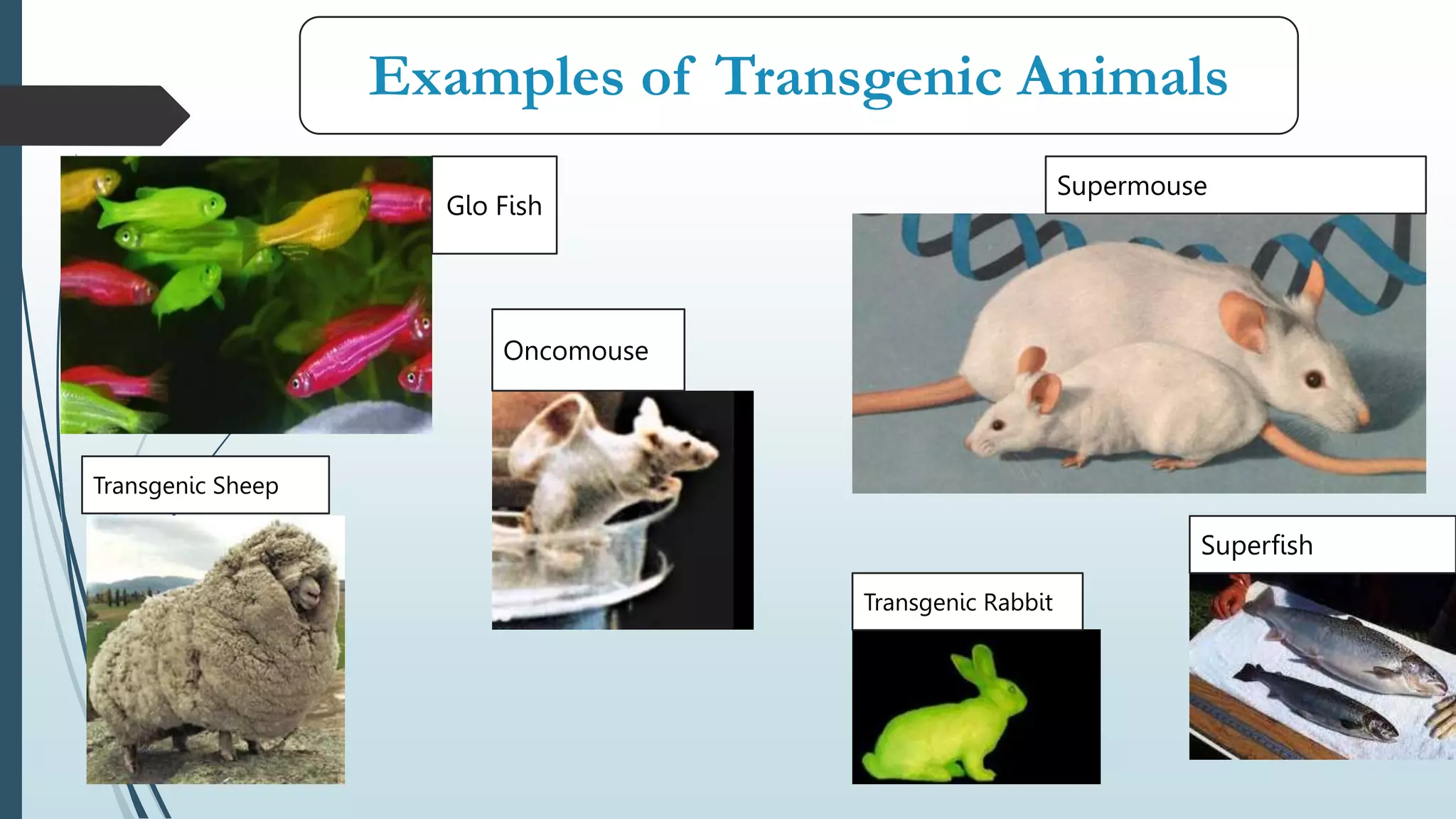18BPH044- TRANSGENIC AND GENOMIC ANALYSIS.pptx