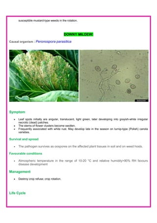 DISEASES OF MUSTARD AND CHILLI BY DWIGPAL SHAHI | PDF
