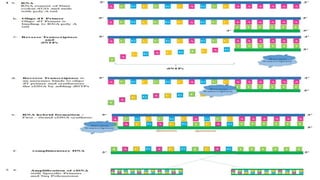 virulence assays - molecular diagnostic techniques | PDF