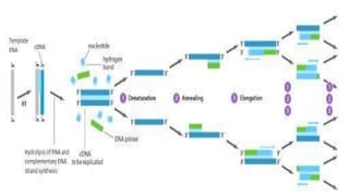 virulence assays - molecular diagnostic techniques | PDF