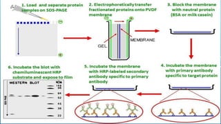 virulence assays - molecular diagnostic techniques | PDF