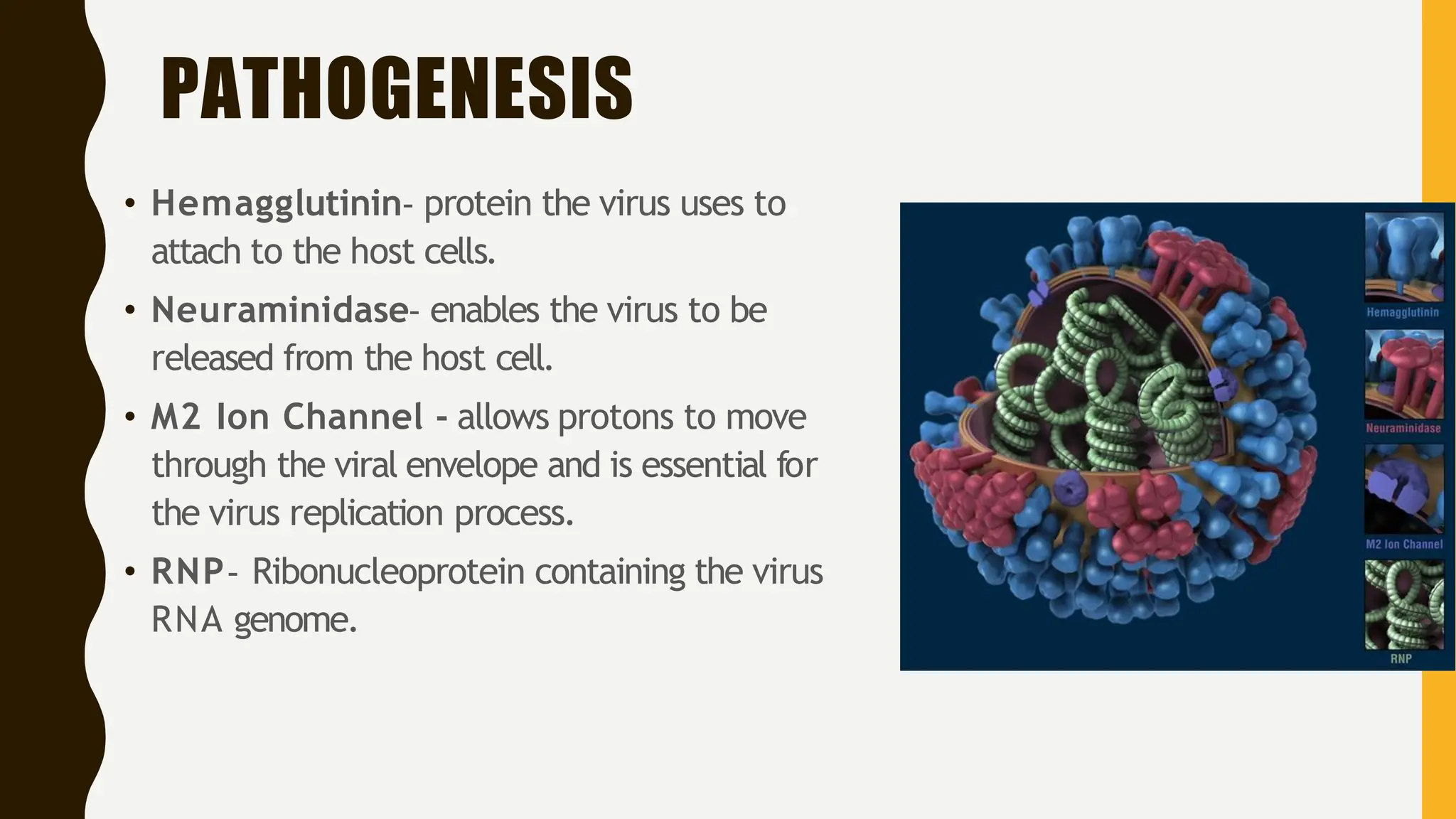 Influenza virus, types and its treatment | PDF