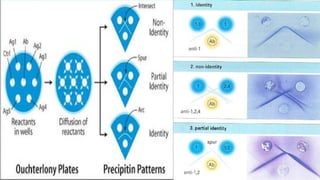 ouchterlony double diffusion method and immunoblotting | PDF