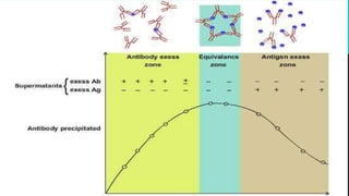 ouchterlony double diffusion method and immunoblotting | PDF