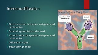 ouchterlony double diffusion method and immunoblotting | PDF