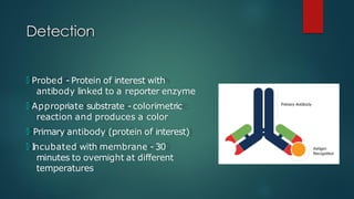 ouchterlony double diffusion method and immunoblotting | PDF