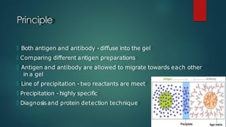 ouchterlony double diffusion method and immunoblotting | PDF