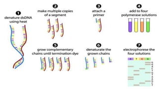 DNA sequencing and hybridization methods | PDF
