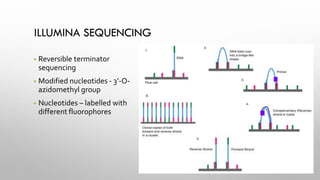 DNA sequencing and hybridization methods | PDF
