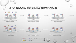 DNA sequencing and hybridization methods | PDF