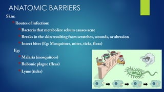 components of host surface defense system | PPT