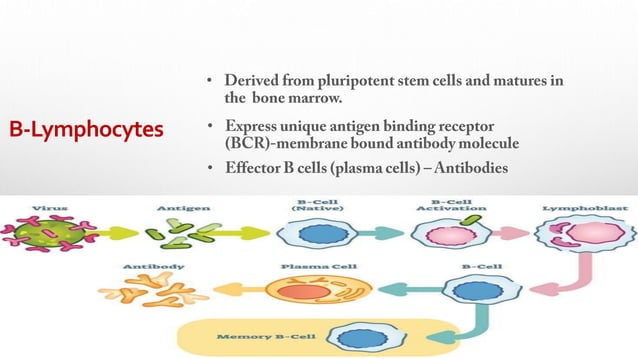 components of systemic defense - tissue and blood | PDF | Ear, Nose and ...