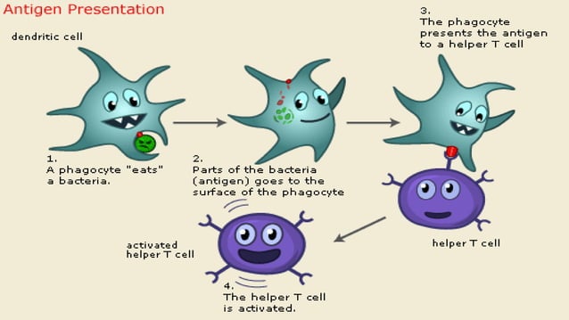 components of systemic defense - tissue and blood | PDF | Ear, Nose and ...