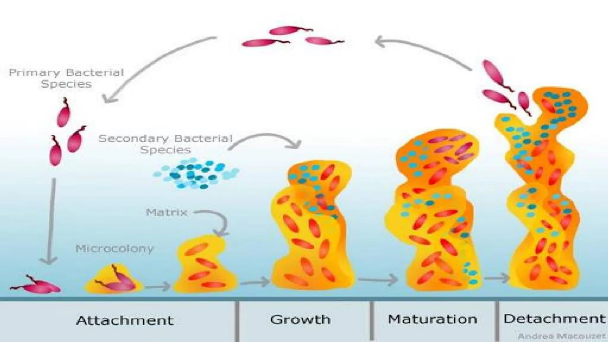 colonizing and invasion virulence factors | PDF
