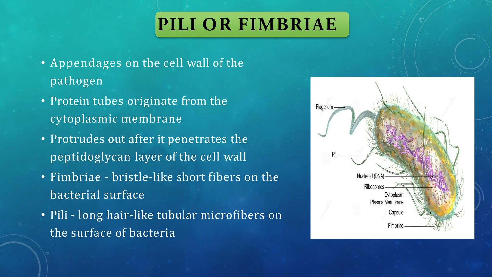 colonizing and invasion virulence factors | PDF