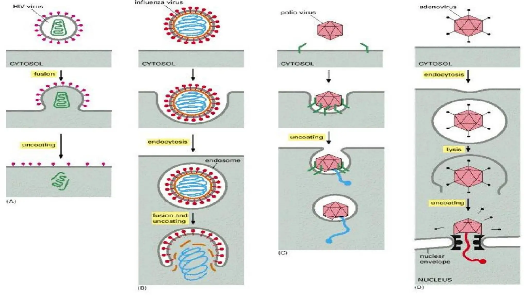 colonizing and invasion virulence factors | PDF