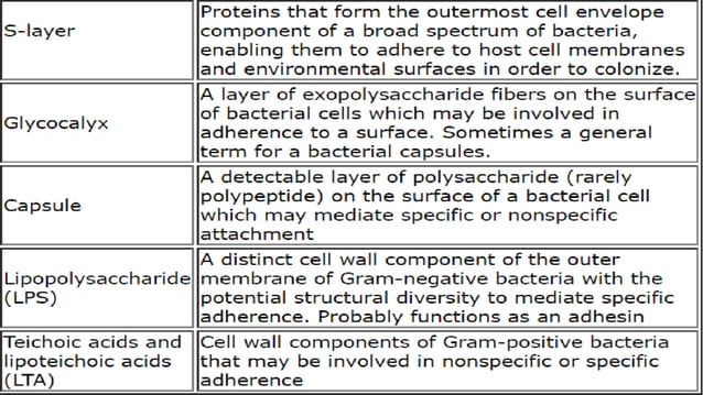 colonizing and invasion virulence factors | PPT