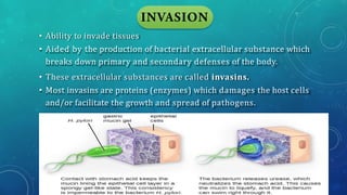 colonizing and invasion virulence factors | PDF