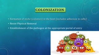 colonizing and invasion virulence factors | PDF