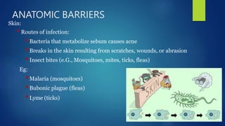 components of host surface defense system | PPT