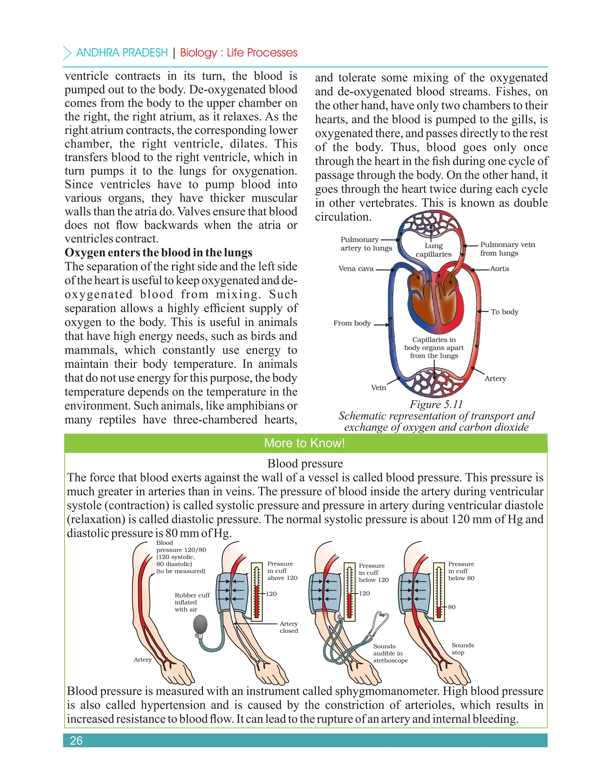 Class 10 Biological Science Textbook NCERT | PDF
