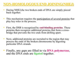 DNA repair by kk sahu | PPT | Chemistry | Science