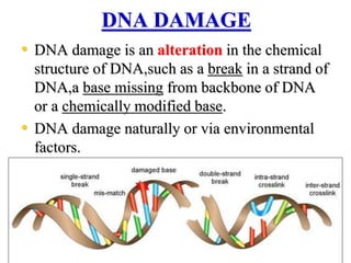 DNA repair by kk sahu | PPT