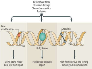 DNA repair by kk sahu | PPT | Chemistry | Science
