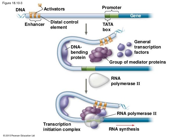 18 ge gene expression lecture presentation