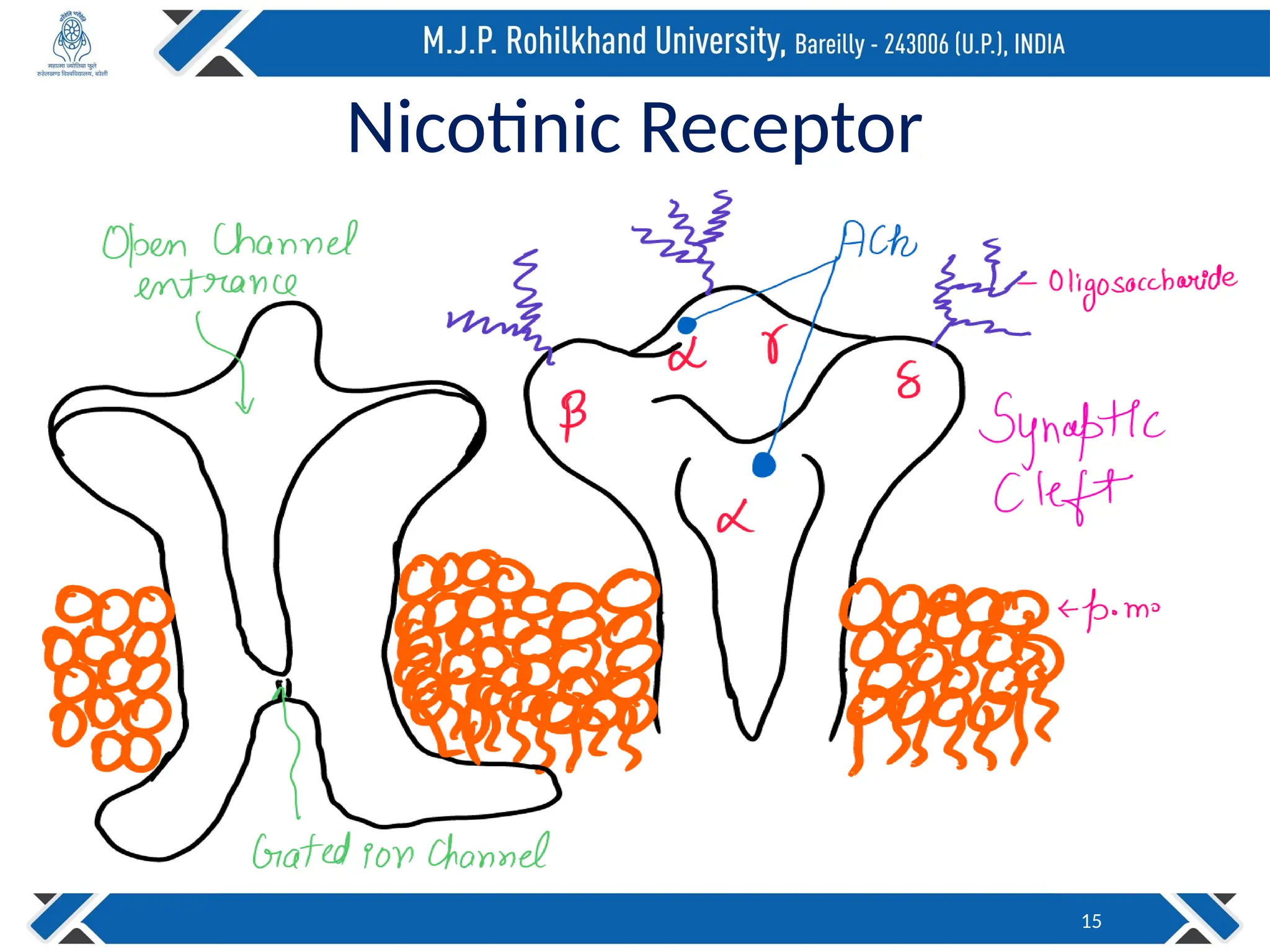 Cholinergic Transmission & Receptors.... | PPT