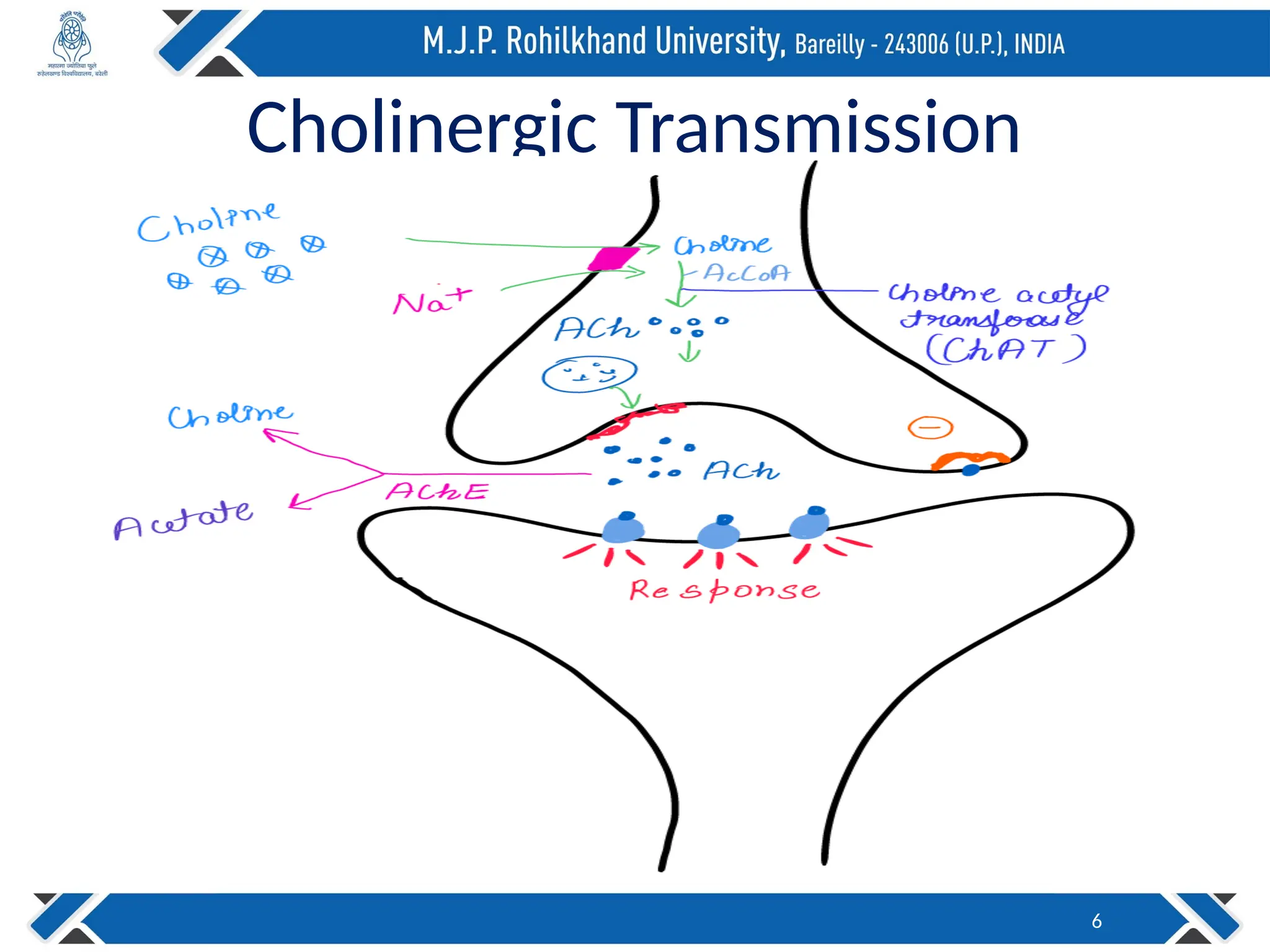 Cholinergic Transmission & Receptors.... | PPTX