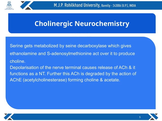 Cholinergic Transmission & Receptors.... | PPT