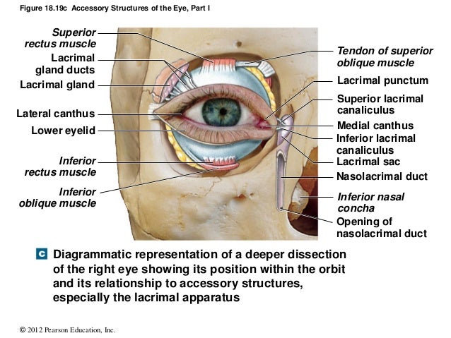 AMiNeS by john18 lecture presentation
