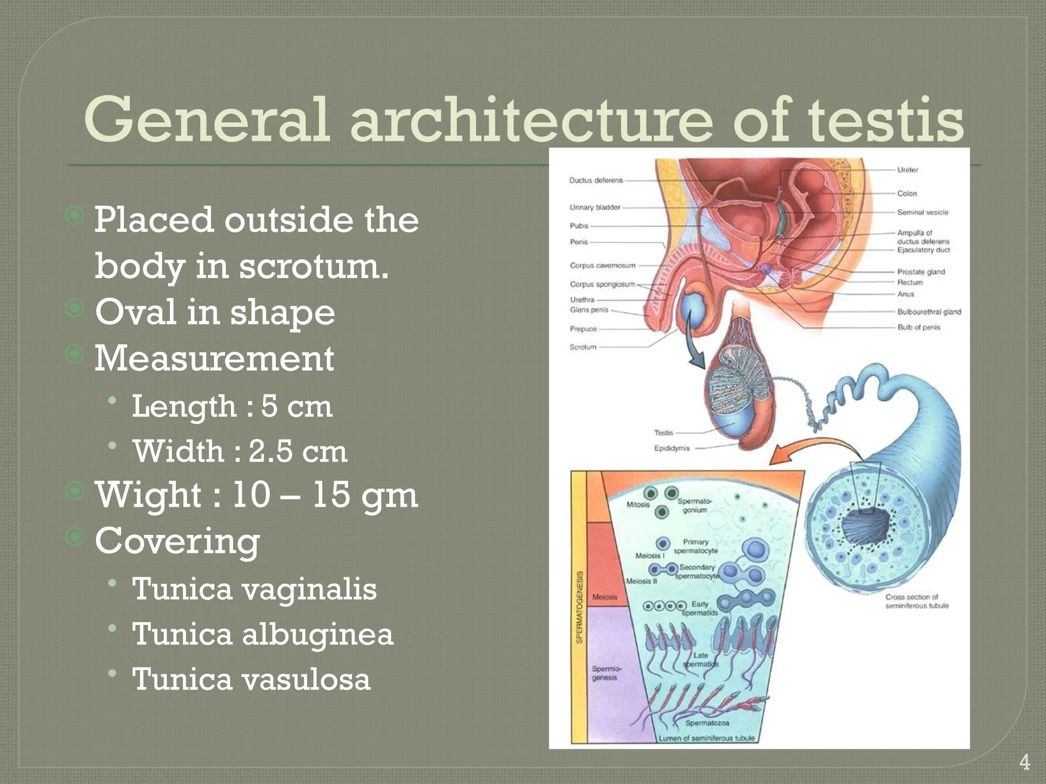 18 Male reproductive system.gross anatomy | PPTX