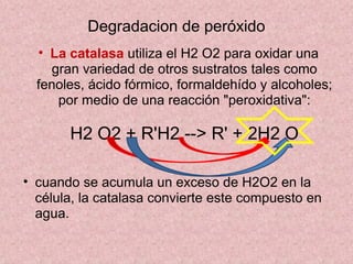 Biología - Lisosomas | PPT