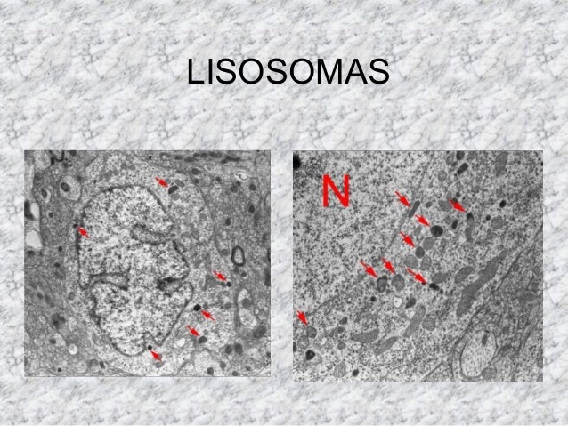 Biología - Lisosomas