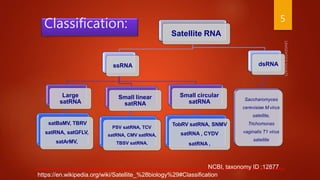 Satellite RNA | PPTX