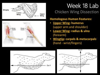 The Musculoskeletal System | PPTX