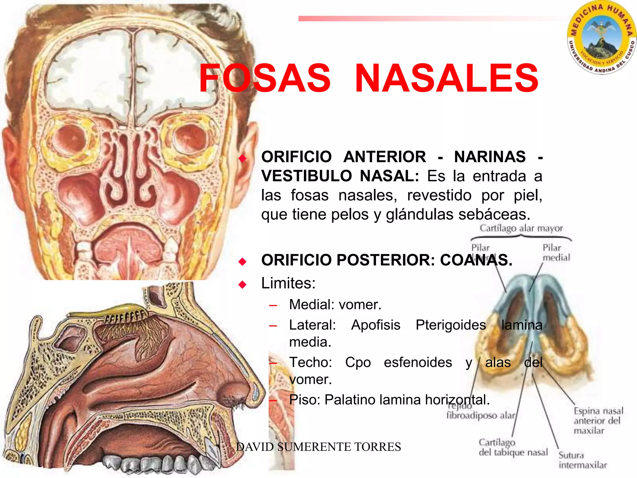 Anatomía de la Nariz y de los Senos Paranasales | PPTX