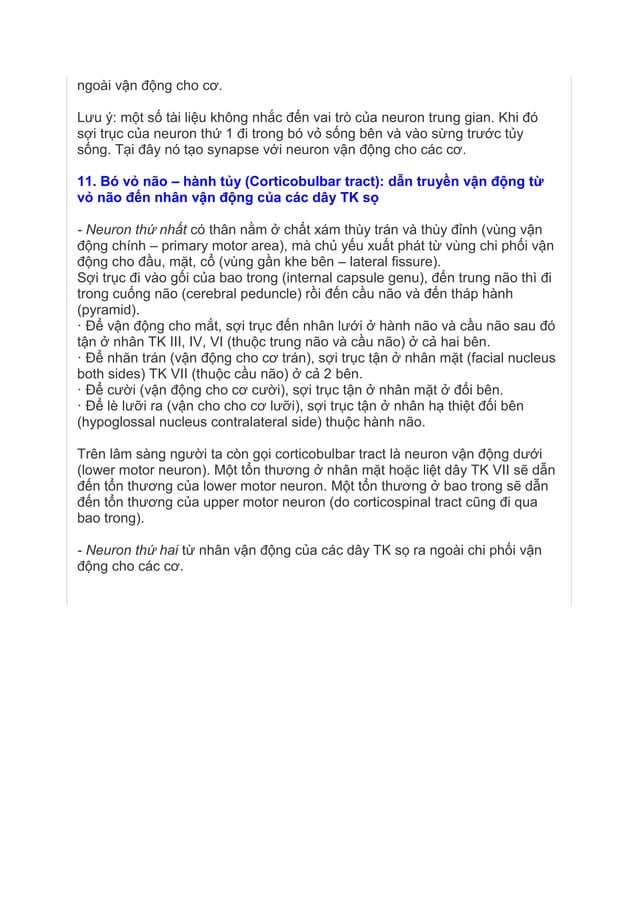 18 đường dẫn truyền cơ bản của hệ thần kinh | PDF