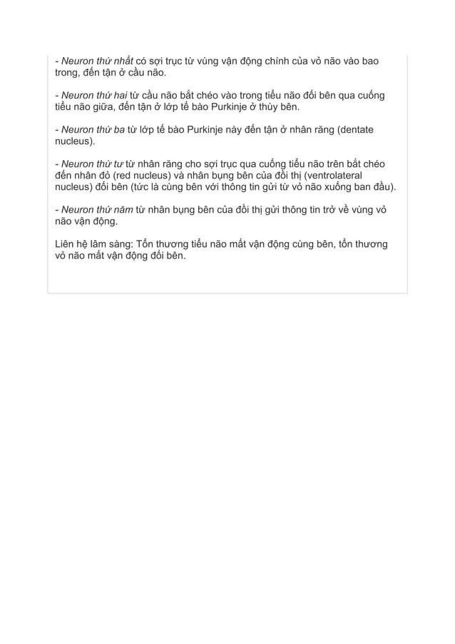 18 đường dẫn truyền cơ bản của hệ thần kinh | PDF